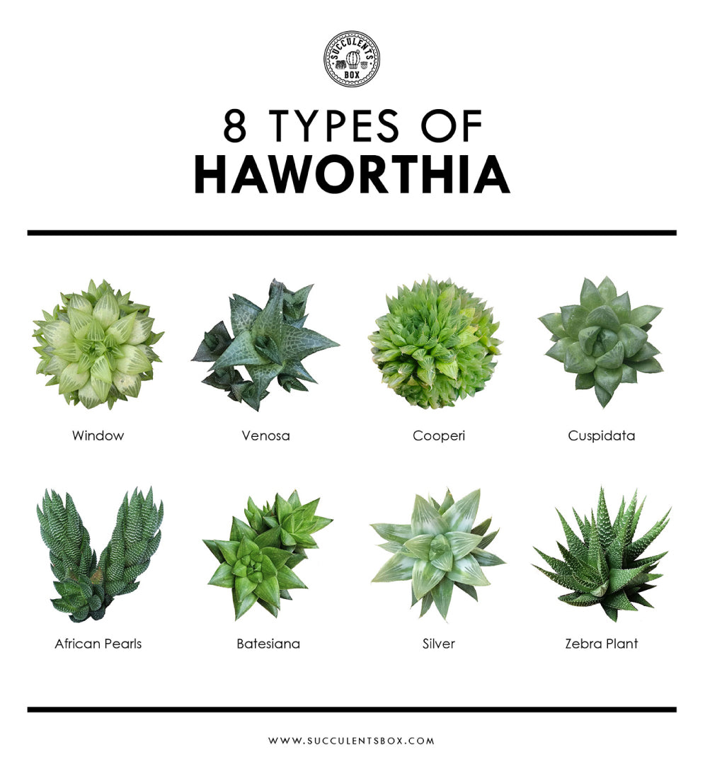 Common Succulent Identification