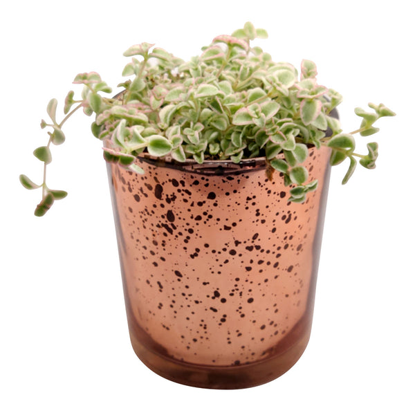 Pink Sparkly Pot | Succulent Pot for sale | Succulent Accessories ...