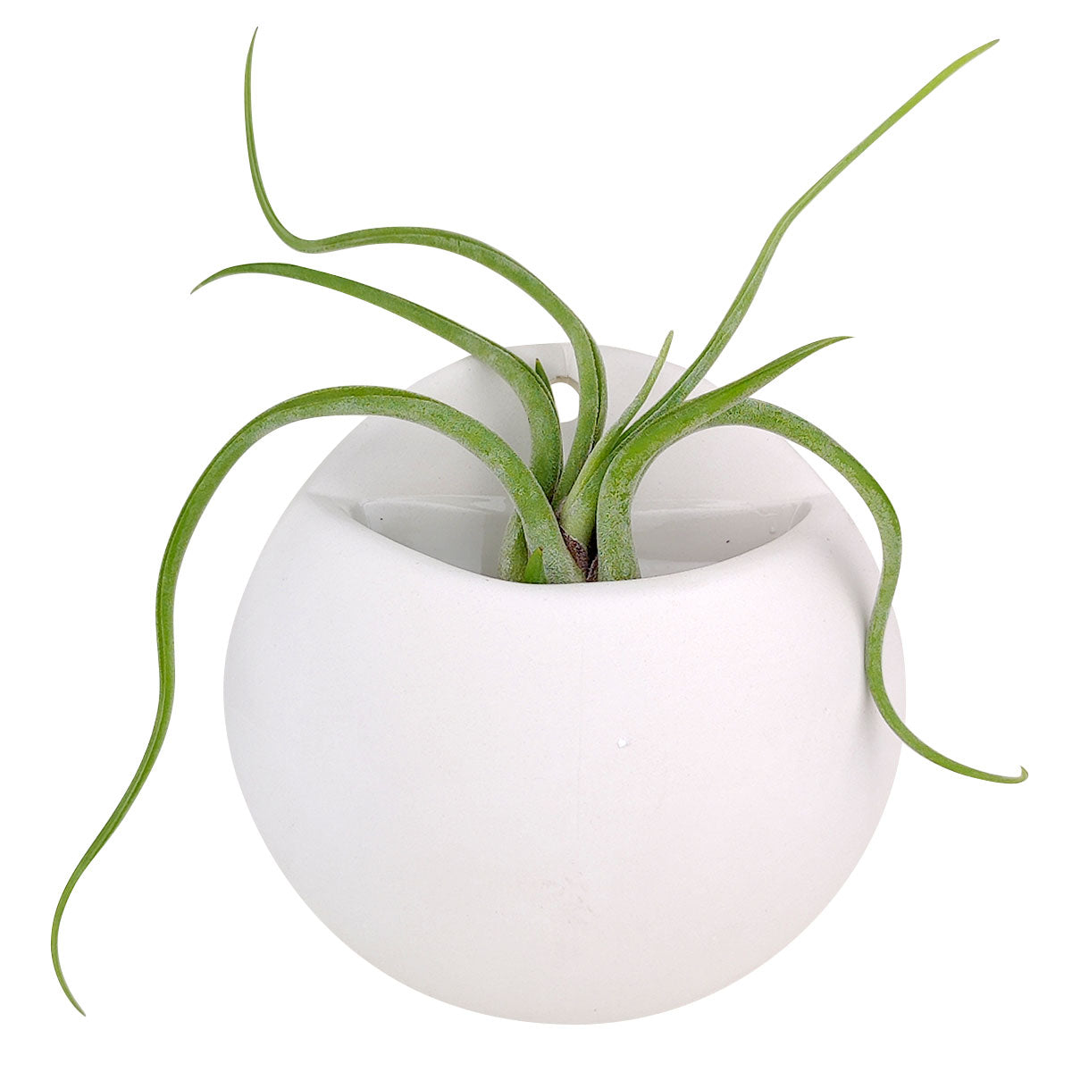 Round Hanging Planter | Ceramic Pot for Succulent & Cactus - Succulents Box