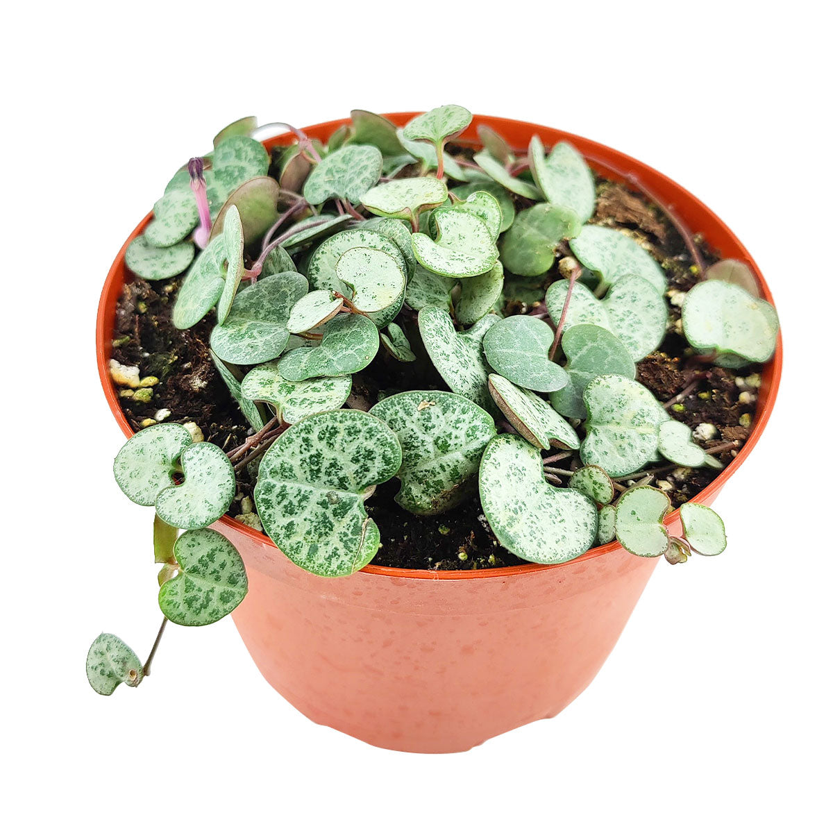 SILVER GLORY String of Hearts - Succulents Box