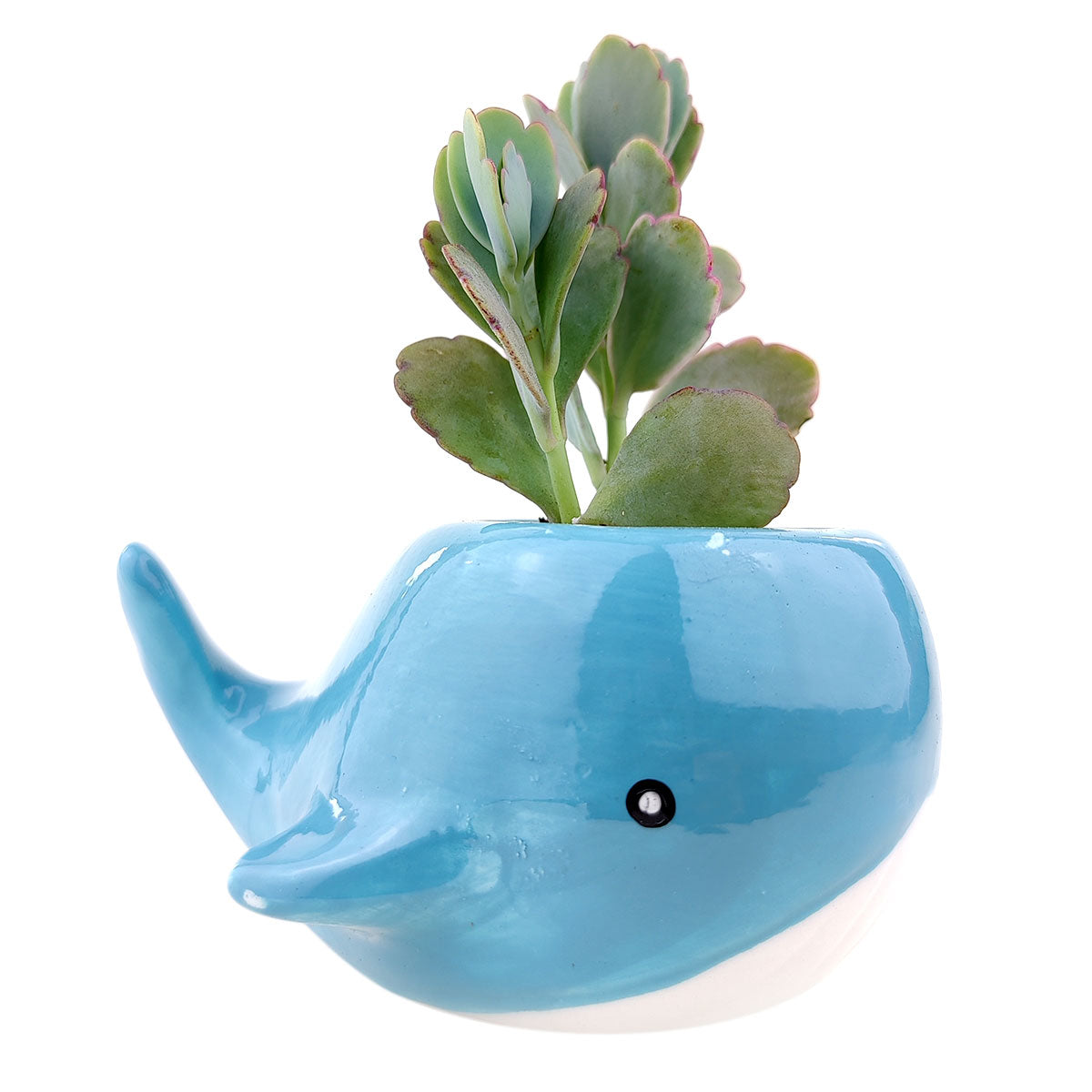 Whale Pot | Mini Animal Pot for Succulents, Cacti and Flowers ...